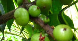 Philippine Herbal Medicine: Batuan Fruit's Healing Wonder