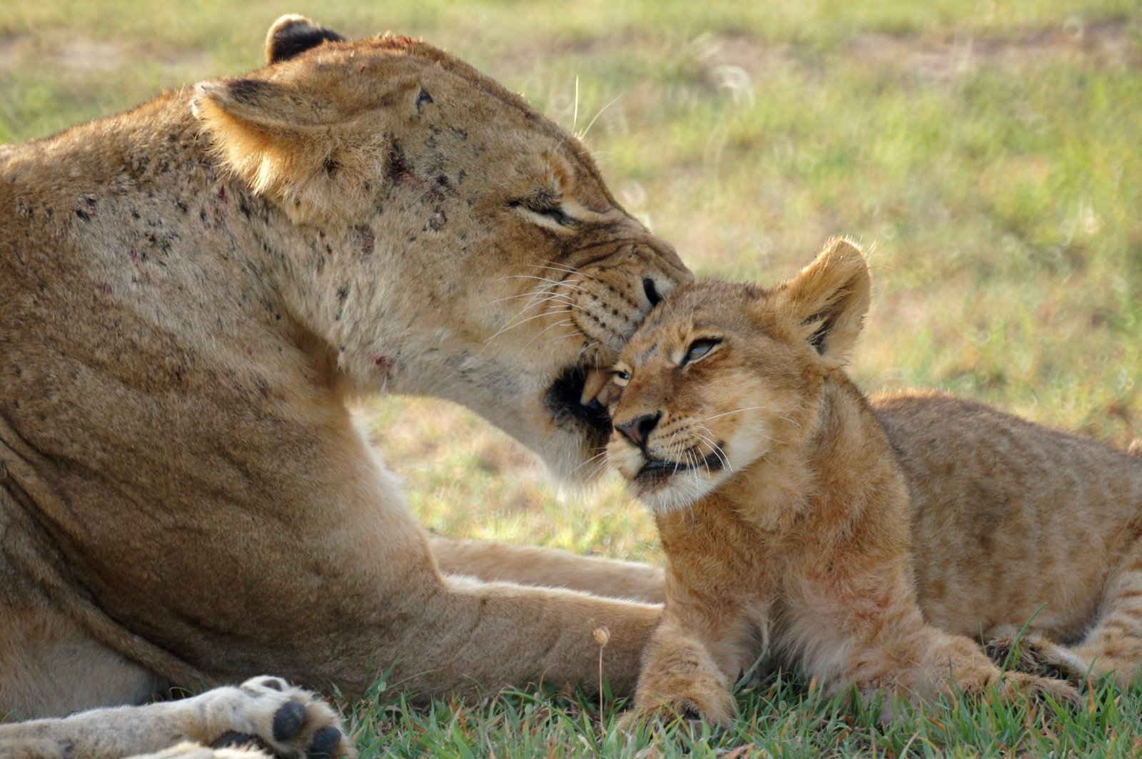 South Africa: Londolozi and Thonga: Really Cute Lion Cub