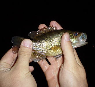 Journeying Onward: goggle eye fish