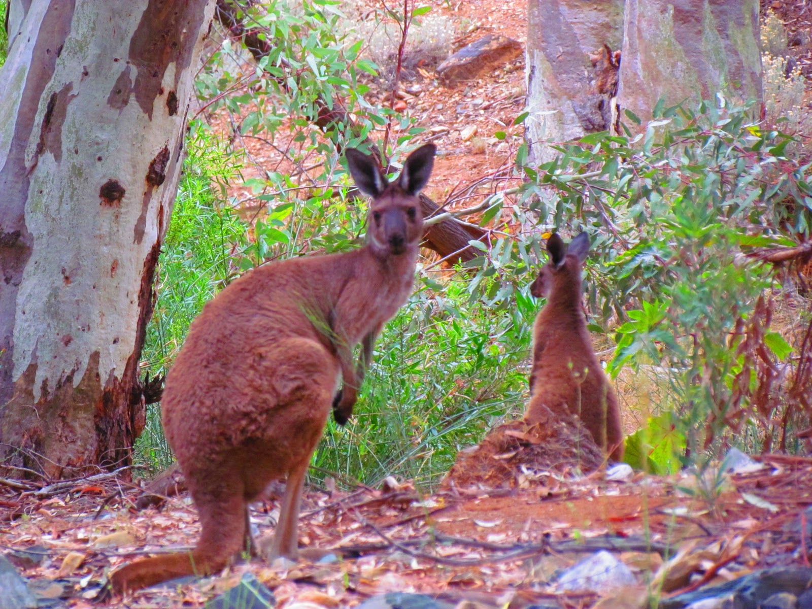 Travels with Kylie: Animals of the Outback