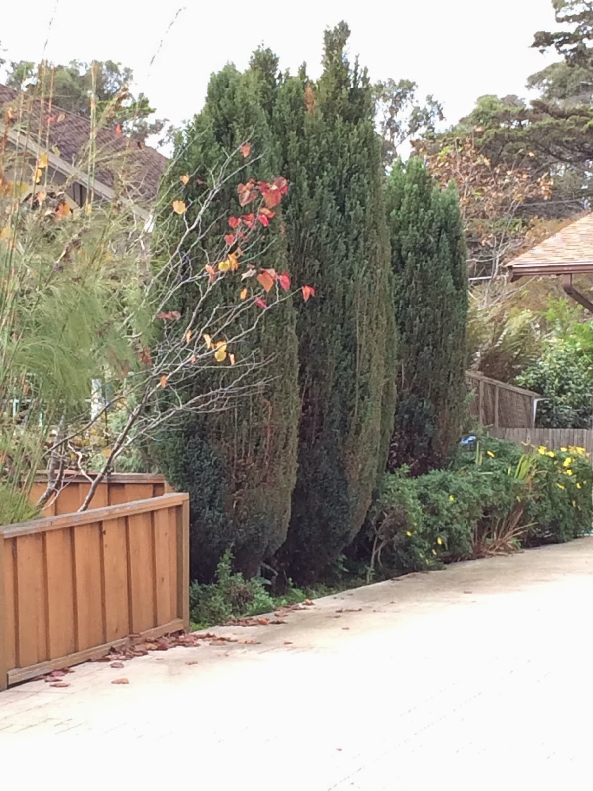 Trees of Santa Cruz County: Chamaecyparis lawsoniana 'Ellwoodii'