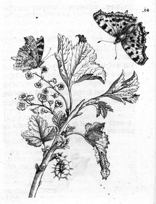 Black and White: Maria Sibylla Merian