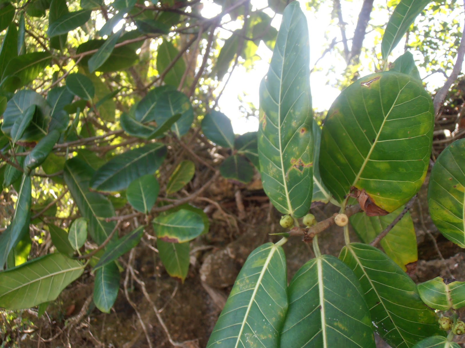 Flora de Puerto Rico Ilustrada Papo Vives: MORACEAE FICUS STHALII ...