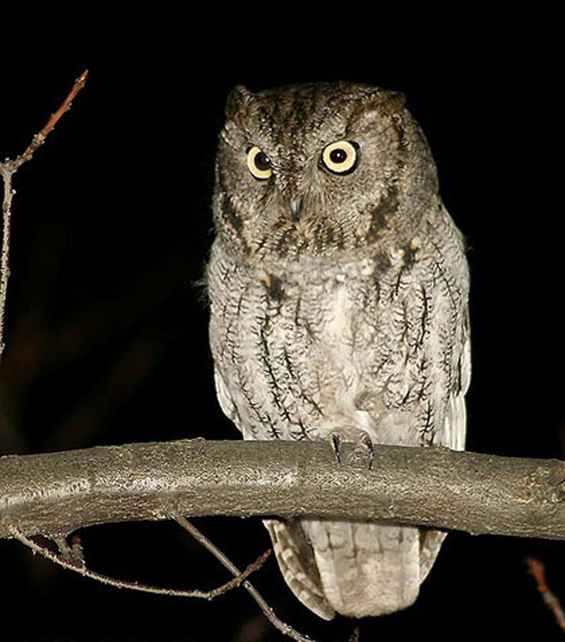 Etheldredasplace: Owls in the Daytime