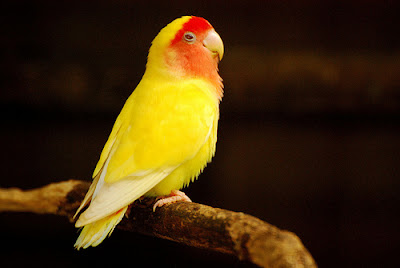 Hello Friends..!: yellow quaker parrot