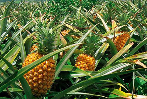 Misiones - Ananá de Colonia Aurora