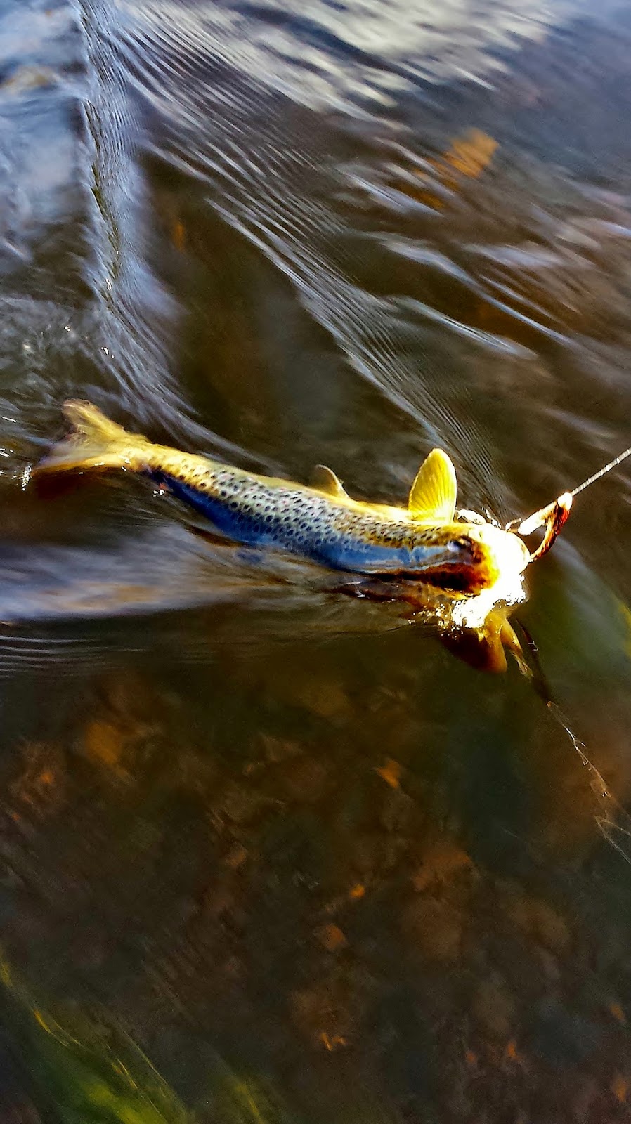 Savage Fishing: First Springer of the year on the Bandon River