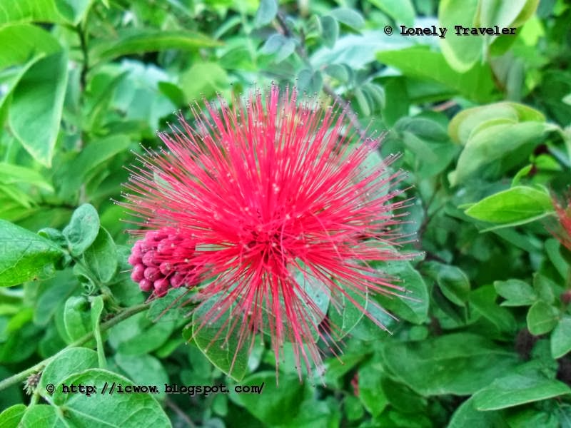 Pink Powderpuff - Calliandra emarginata