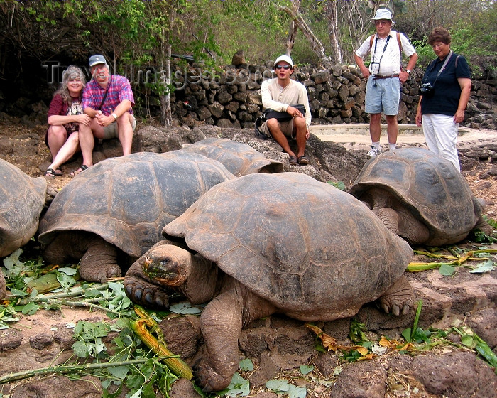 Galápagos giant tortoise (Chelonoidis nigra) ~ My Pet