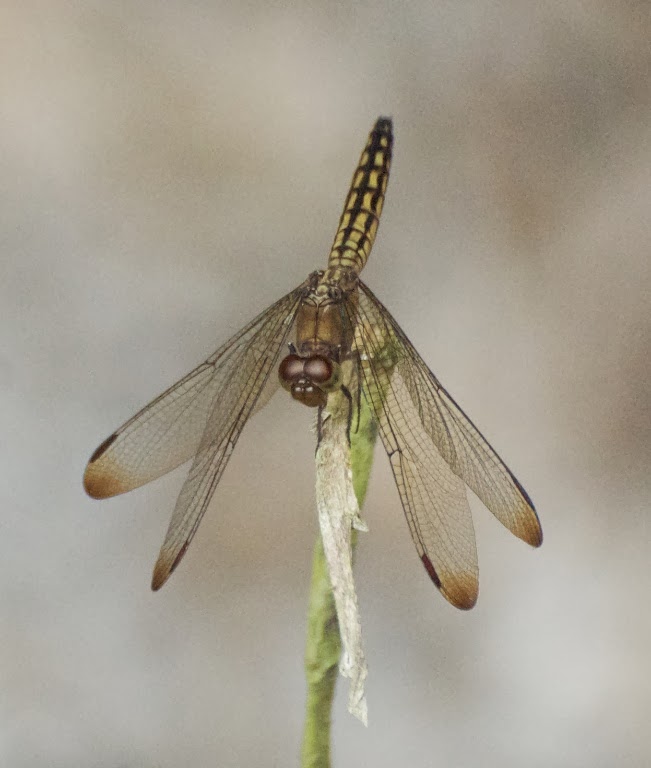 A Wandering Naturalist: Sarawak: Gua Raya