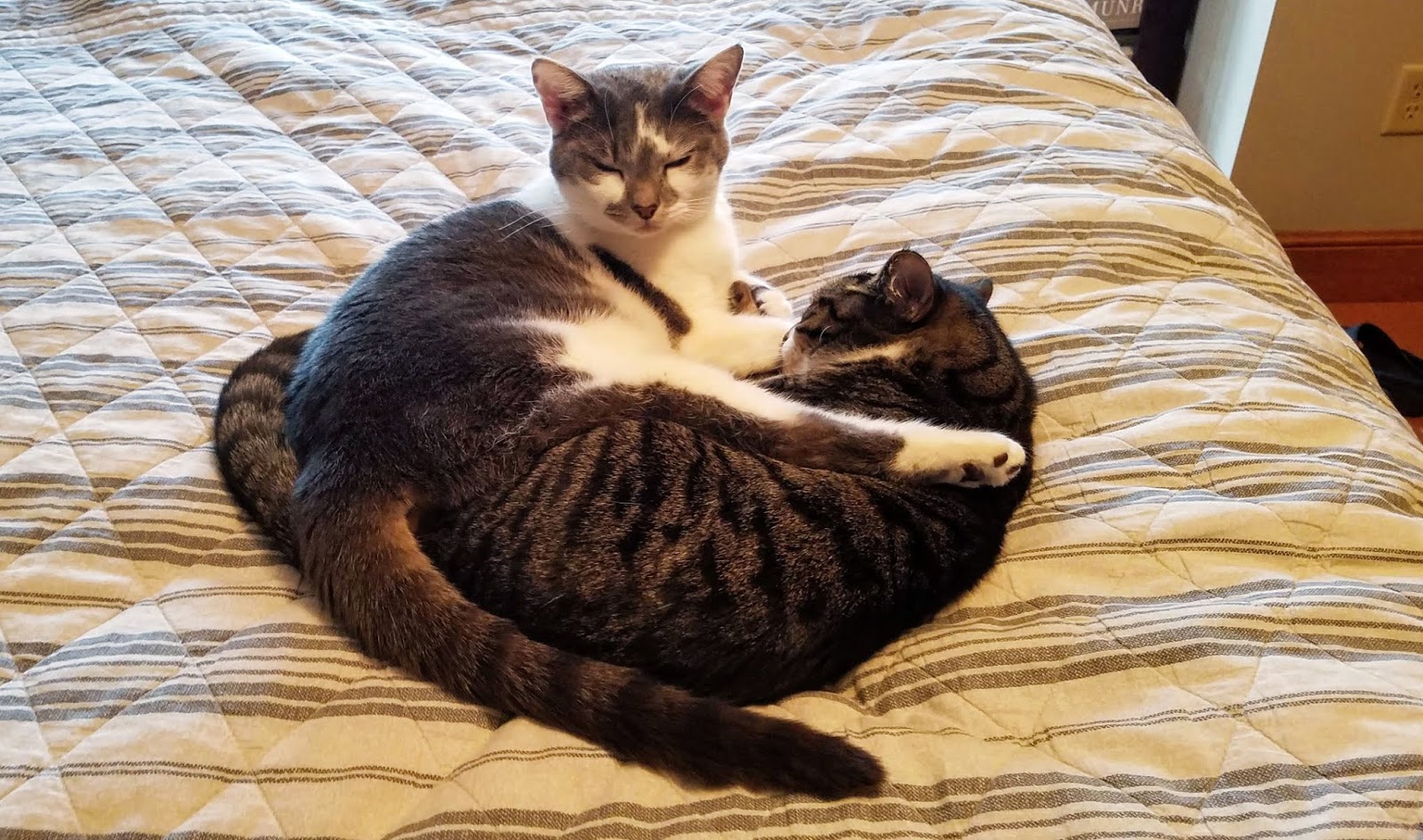 Hanging Out With Cats