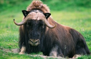 Ox ~ Animals Images