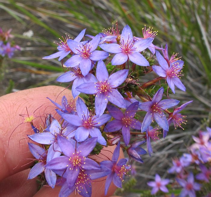 Esperance Wildflowers: Calytrix leschenaultii - Myrtaceae
