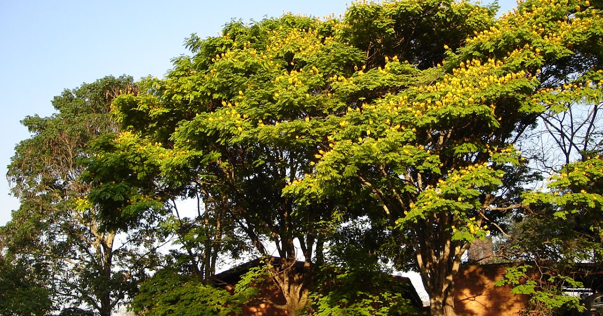 LEAVES OF GRASS: BEAUTIFUL TREES ~ LINDAS ÁRVORES