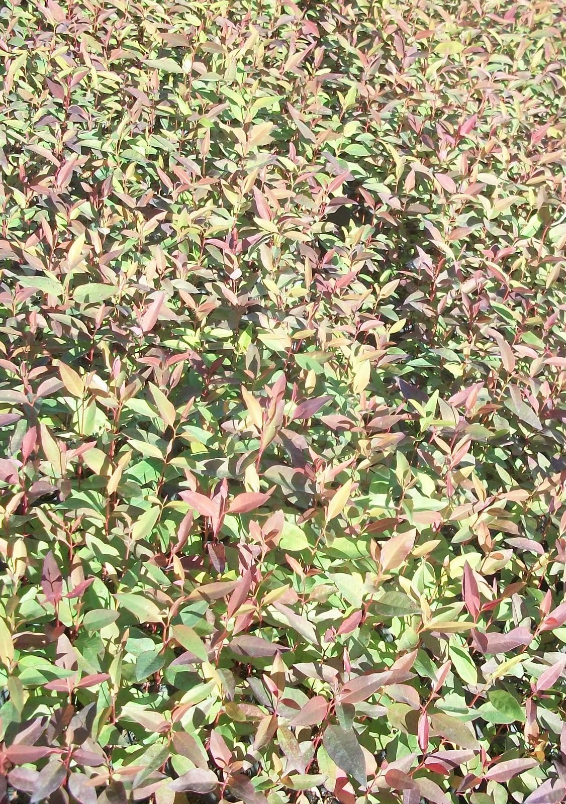 Viveiro Lauermann: Eucalipto Saligna