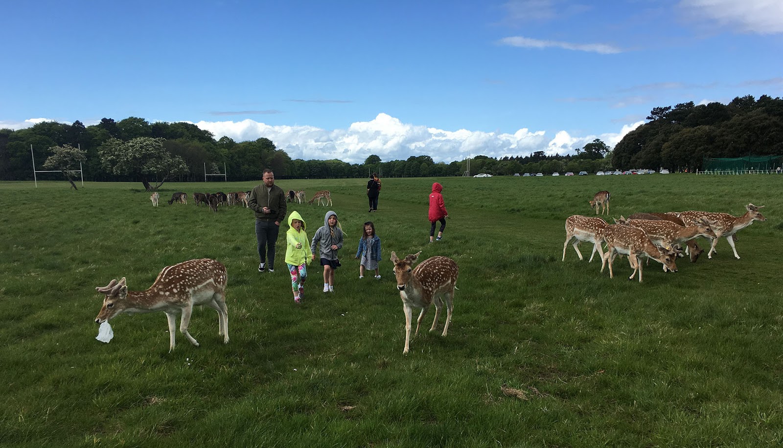 Running Routes: Dublin Phoenix Park Running Route