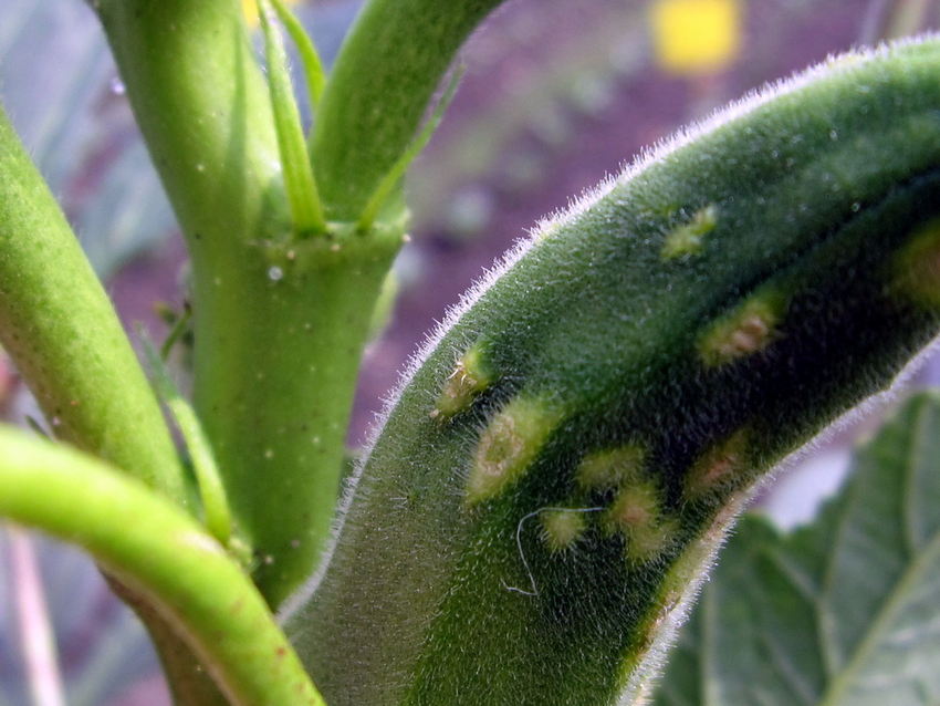 Kilimo cha Bamia - Sehemu ya Pili (Growing Okra - Part Two)