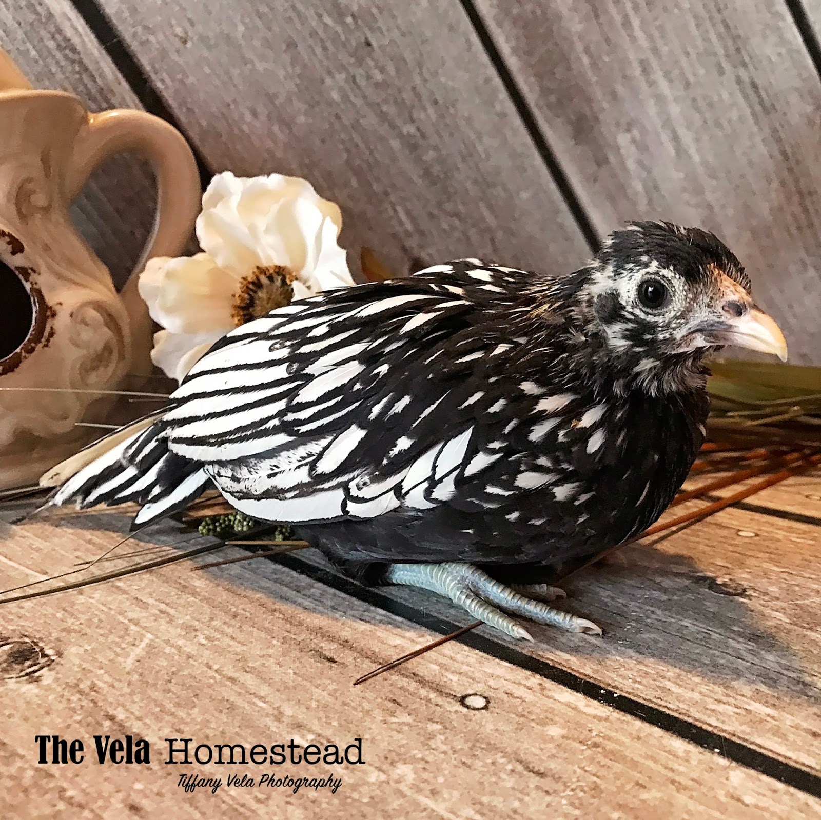 Chickens 5 weeks old! | The Vela Homestead