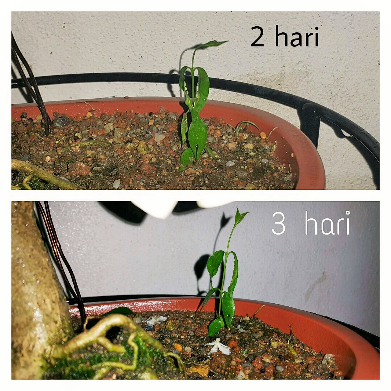 blog of amir rofie: Bonsai: Anak-anak pokok Santalia (Sep 2017)