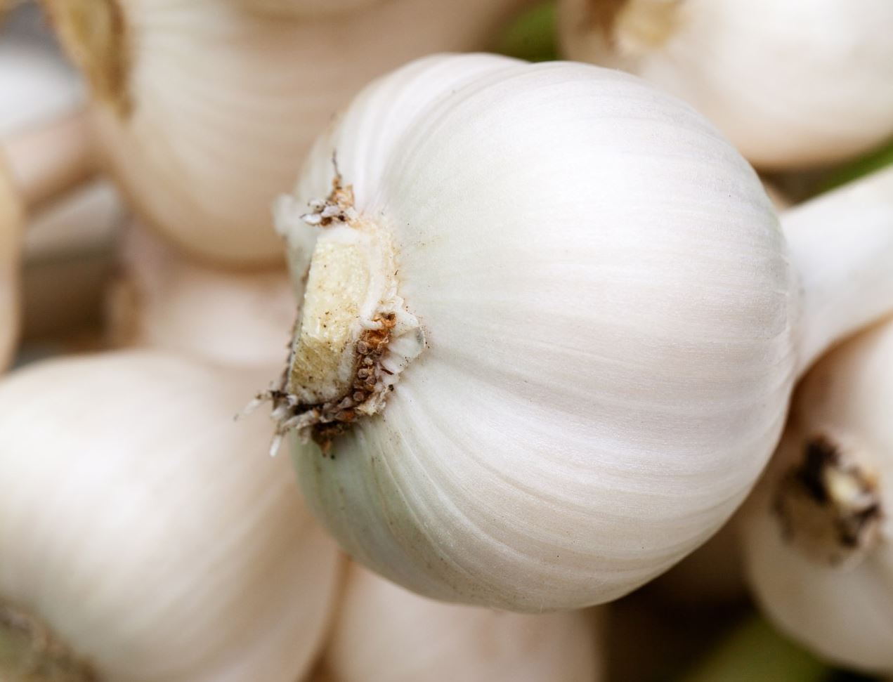 Ilmaisia kuvituskuvia: Valkosipuli