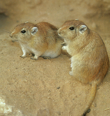 Gerbils | The Life of Animals