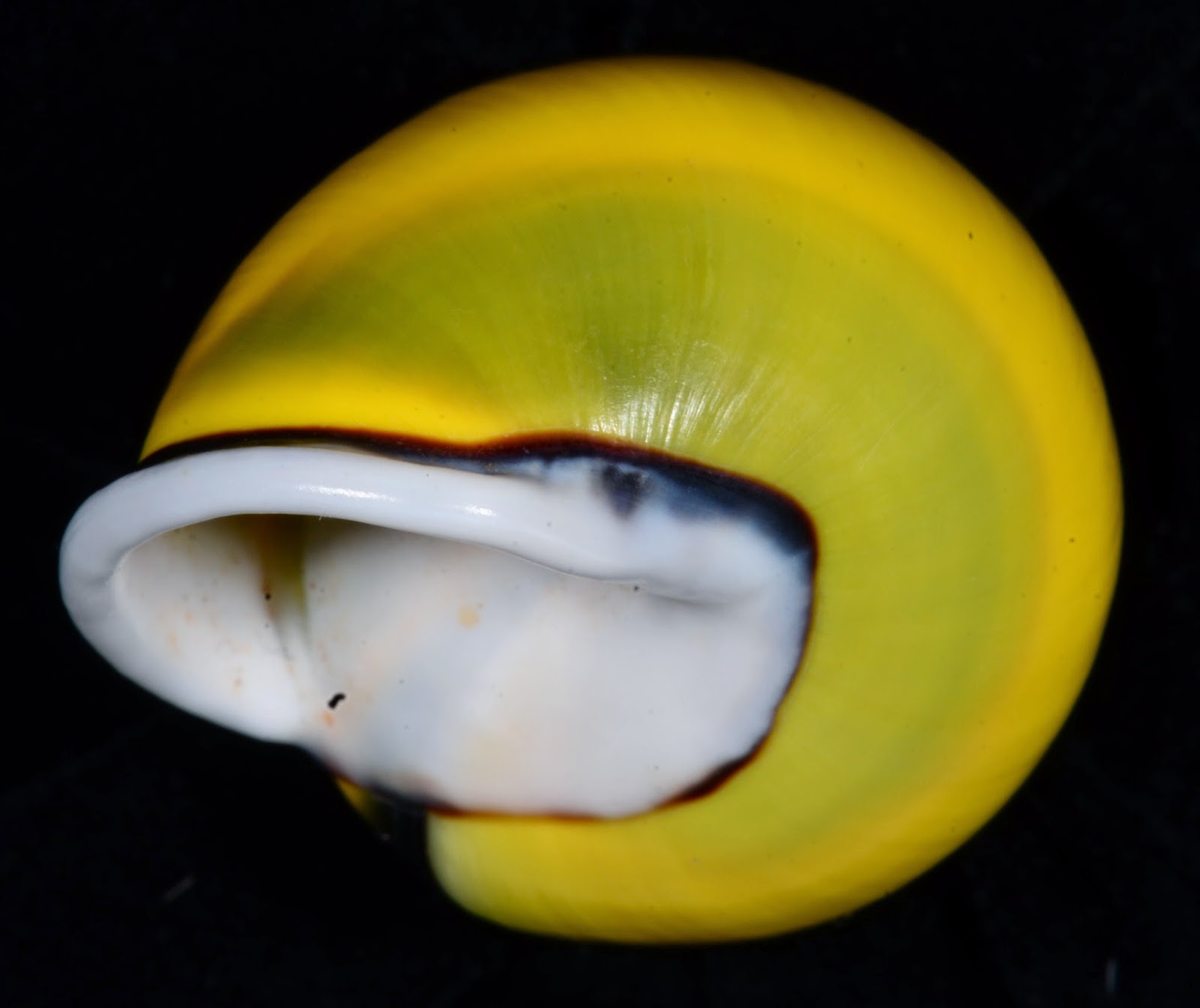 Dr. Lee's Gallery Museum: Amphidromus perversus butoti color form ...