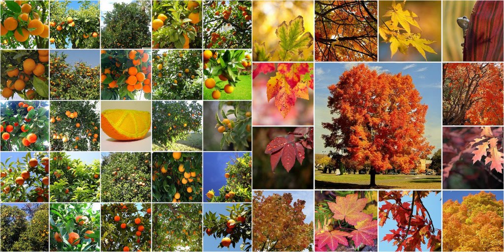 Biodiversidad: Variedad De Plantas