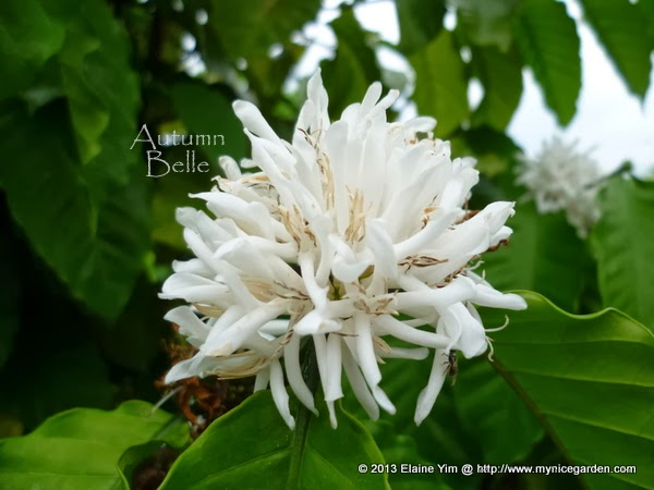 My Tropical Plants Finder: Coffea canephora - Robusta Coffee Flowers