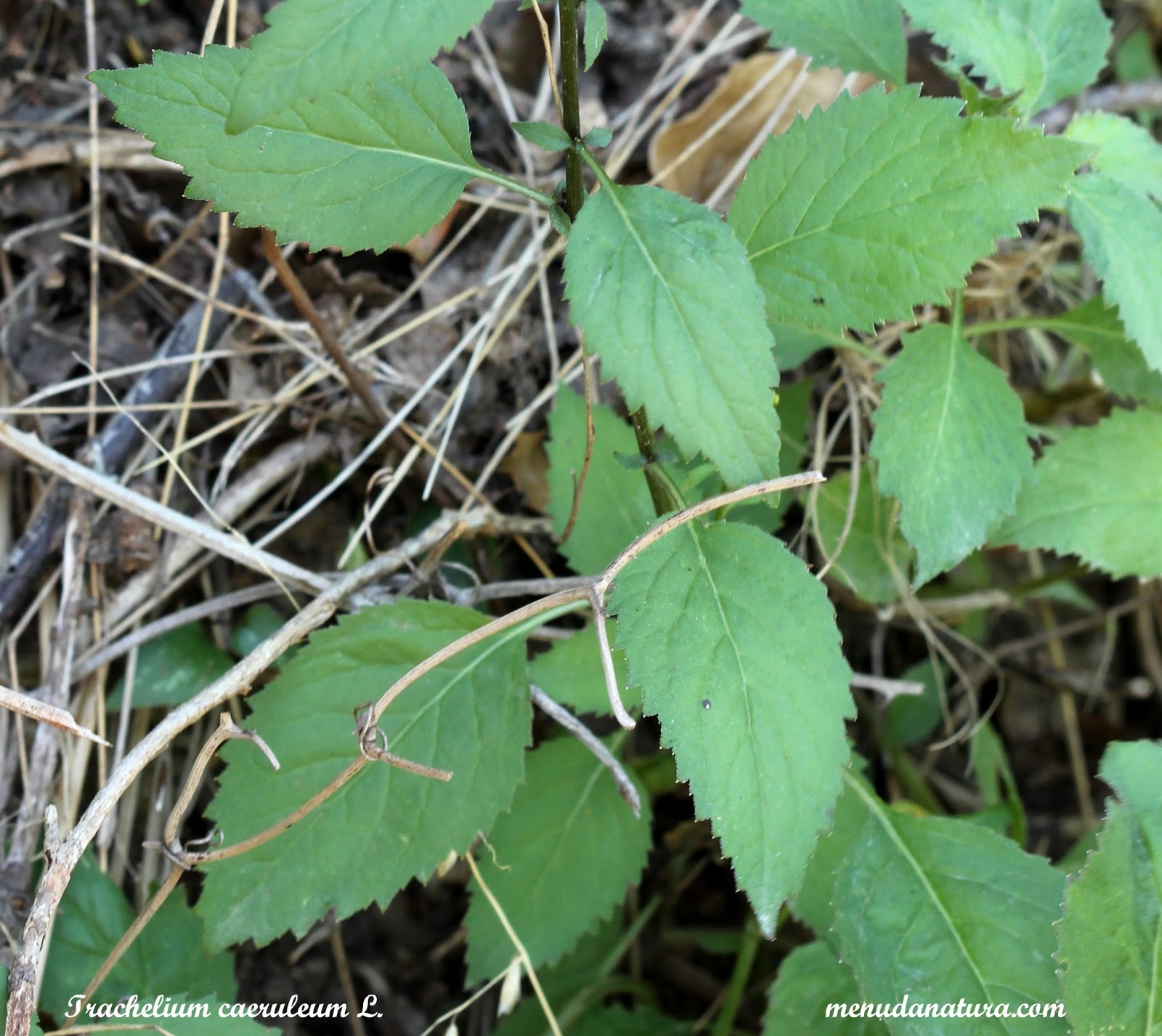Menuda Natura: Trachelium caeruleum L.
