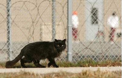 9 Lives Around The World: The Cats of The Prison