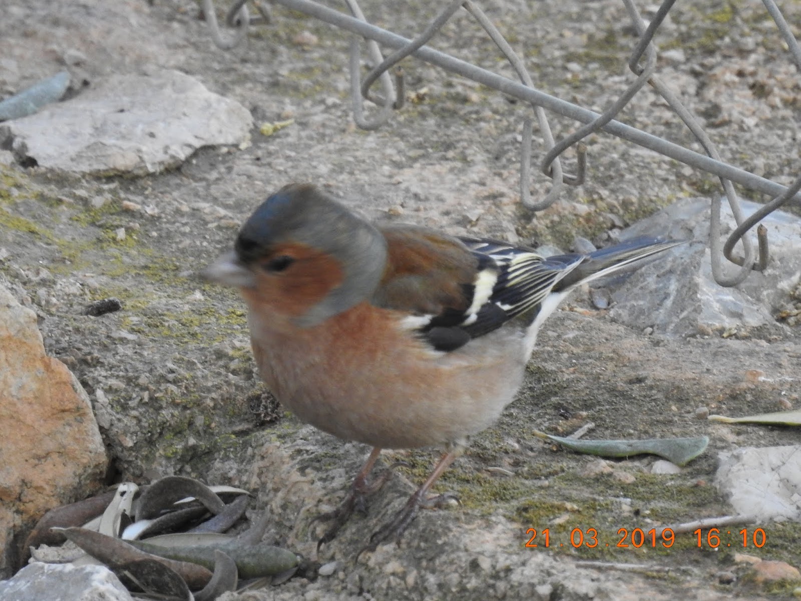 Bird at Waddon Ponds and Beddington farm: Birds Majorca Mar 2019 Gallery