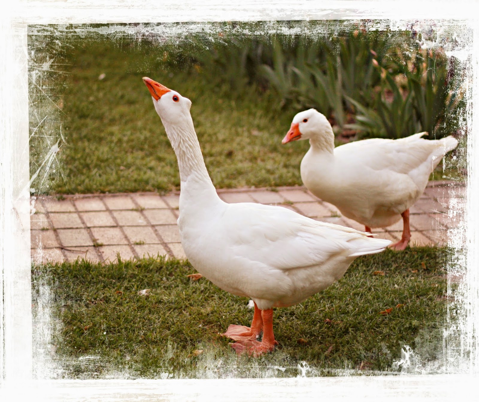 Karren's photography journal: Naughty Goose