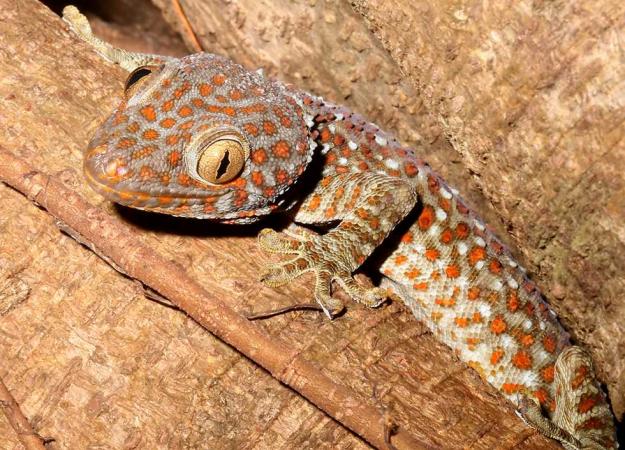 Animalandia: Tuko (Gecko)