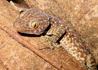 Animalandia: Tuko (Gecko)