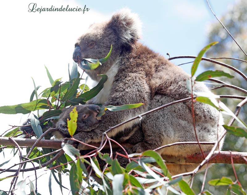 Maman Koala et son petit, suite.