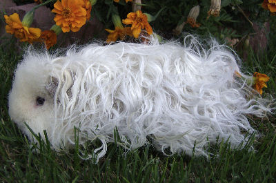 Welcome To ThePiggiepigpalace: Texel guinea pig