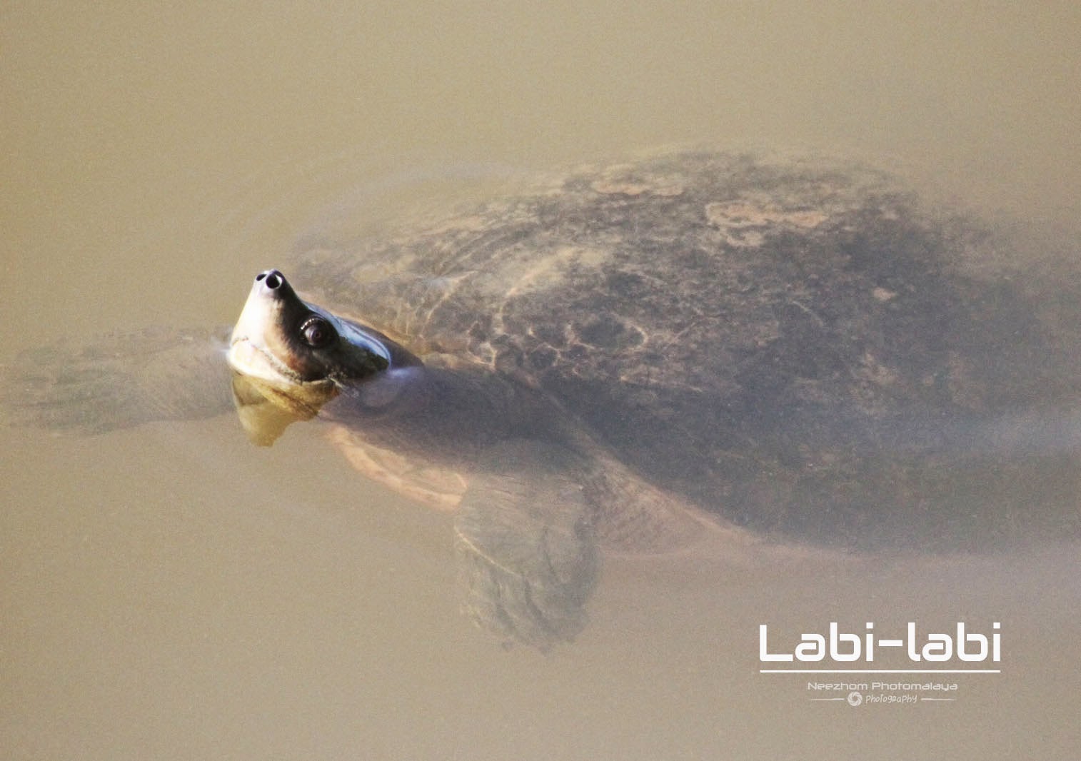 Labi-labi muncul di permukaan air ~ Neezhom