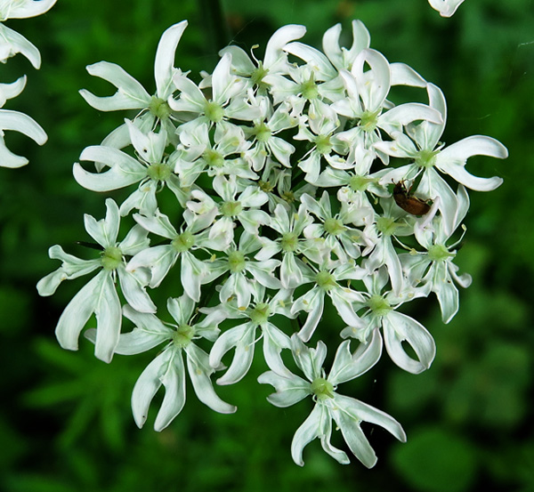 Les actualités du Monde de Lupa: Berce spondyle (Heracleum sphondylium)