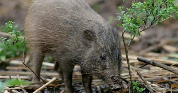 Ecofriendly: Pygmy Hog