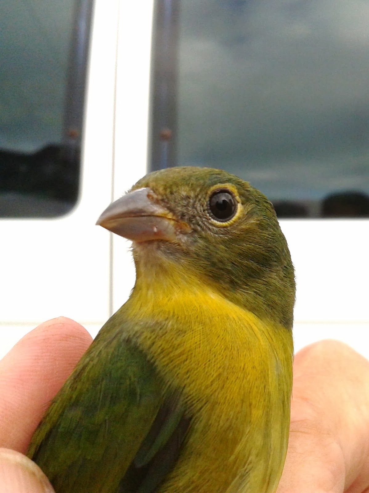 Bird Banding: Learning From Birds In-hand: Color Banding Painted Buntings