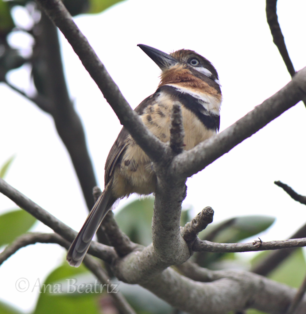 Aventura fotográfica: Bobito punteado, Coludo, Tol o Buco bobito ...