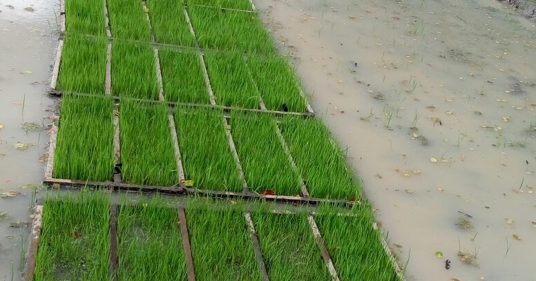 MEMBUAT PERSEMAIAN PADI UNTUK PENANAMAN DENGAN RICE TRANSPLANTER | DPKP ...