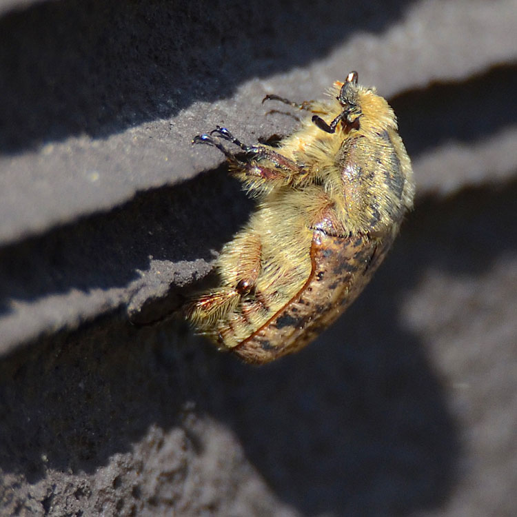 Red and the Peanut: What's fuzzy, yellow, and looks like a beetle but ...