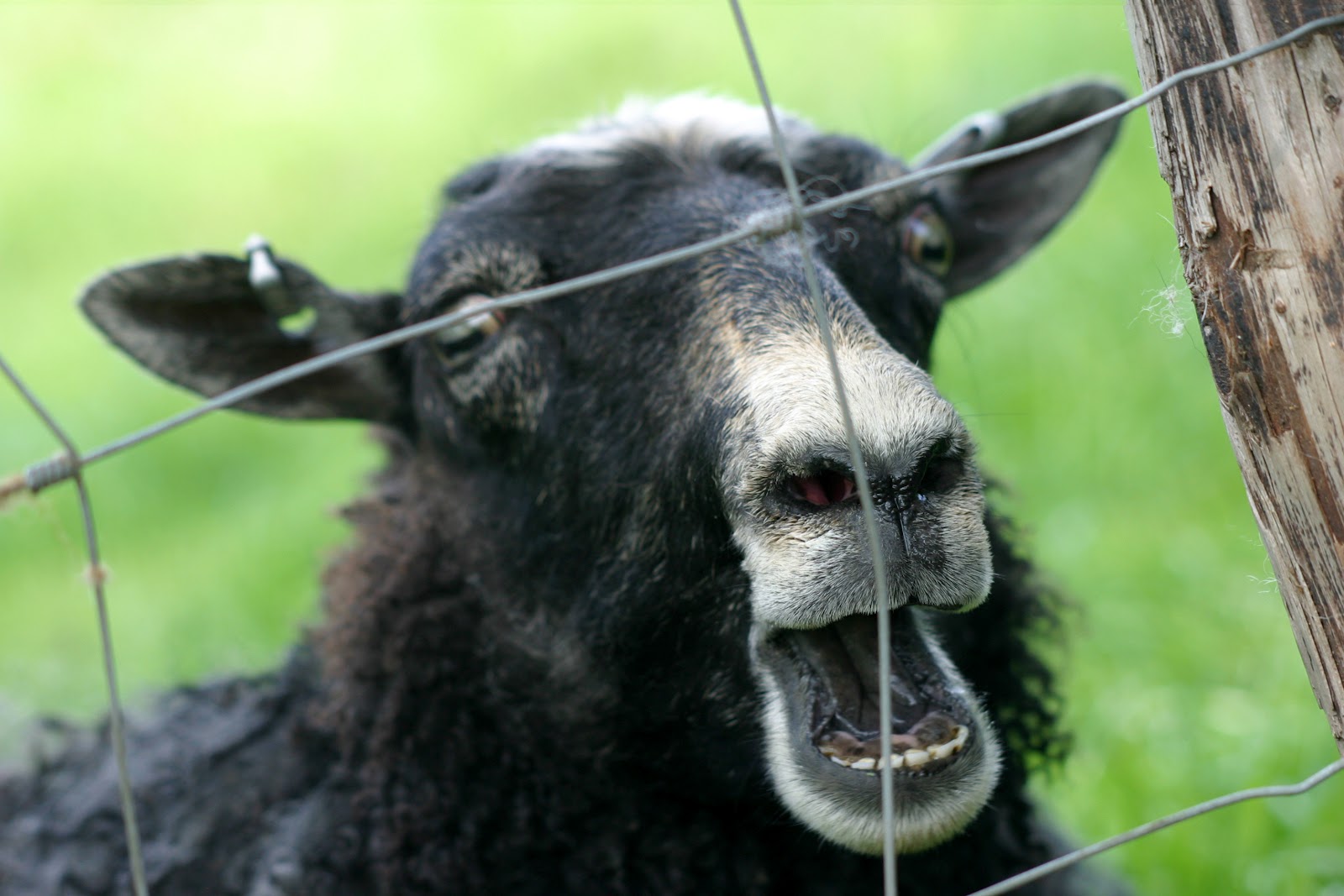 We are crazy about Sheep....baaah..baaah....