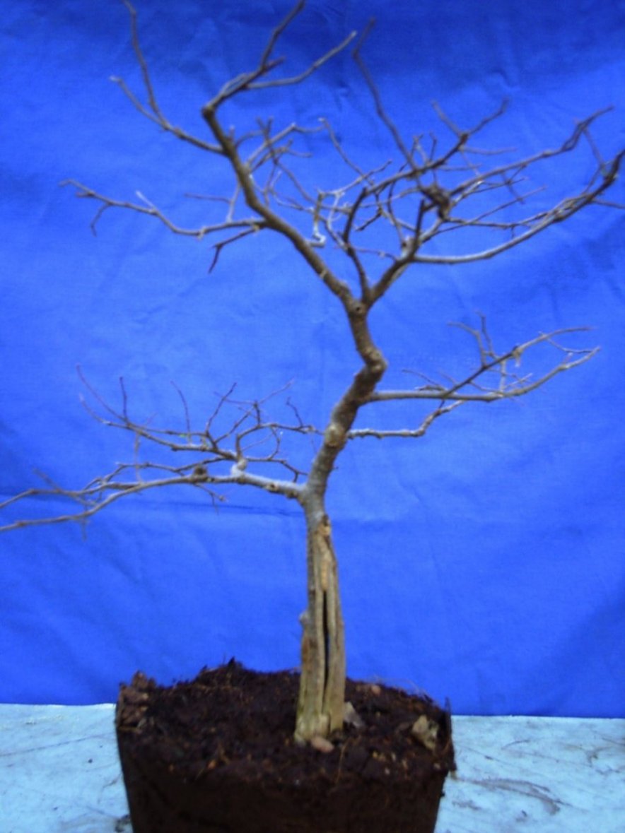 LENNARD'S BONSAI BEGINNINGS.: Celtis africana - African species for ...