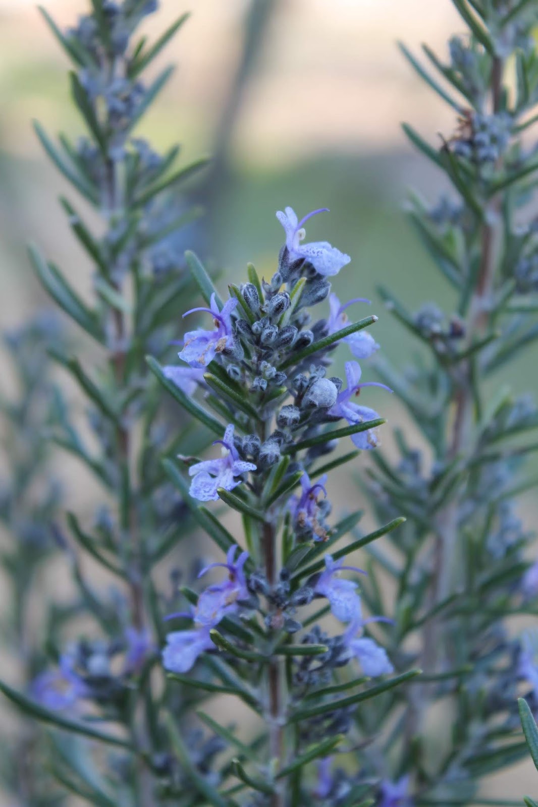 Romarin, Rosmarinus, Famille Lamiacées