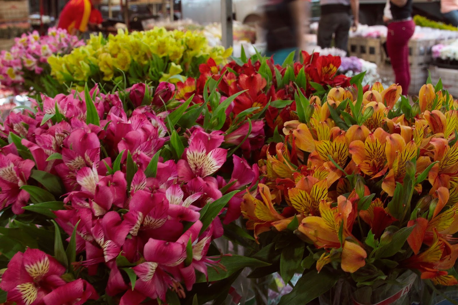 Venha conhecer as flores sazonais de setembro