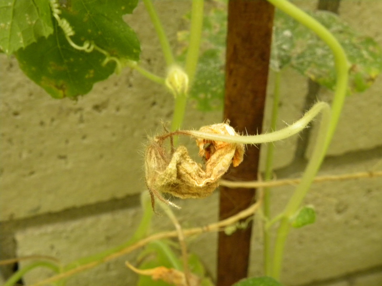 a-girl-a-guy-and-a-garden-squash-blossoms-are-from-mars-and-venus