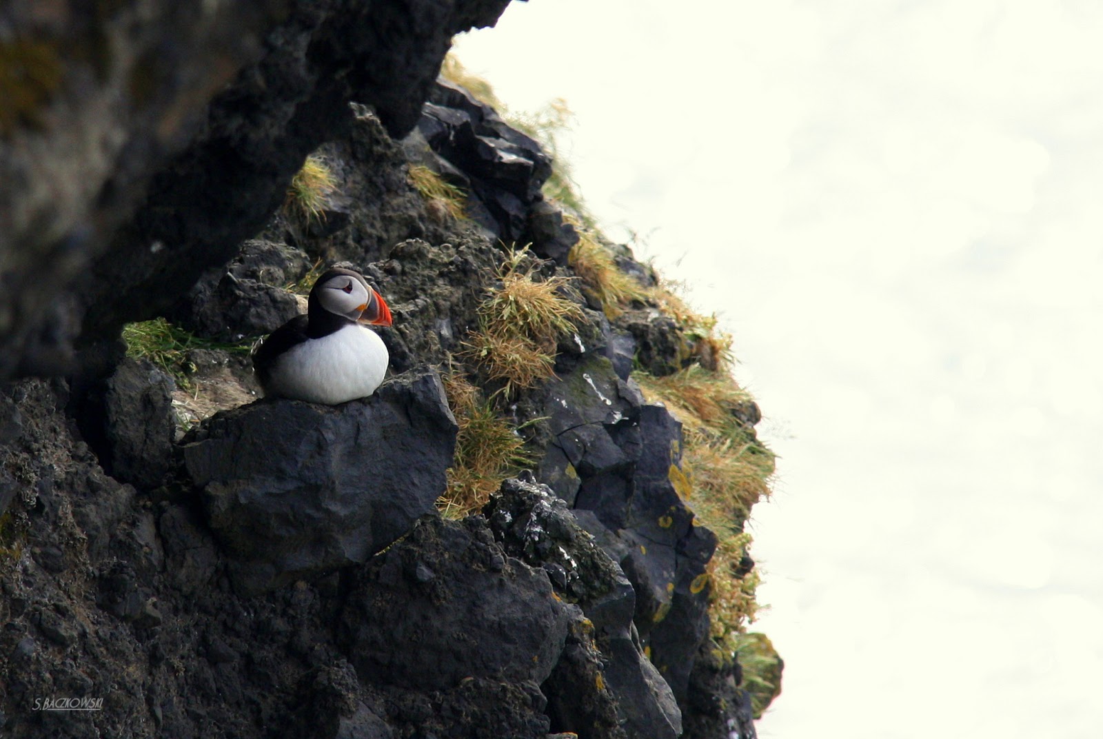 five steps from the road... - 5 kroków od szosy...: Fratercula arctica ...