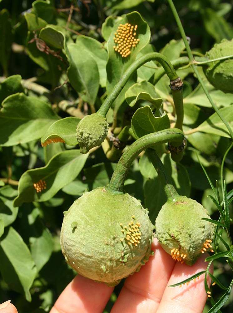 Toowoomba Plants: Ripe Bumble Fruit